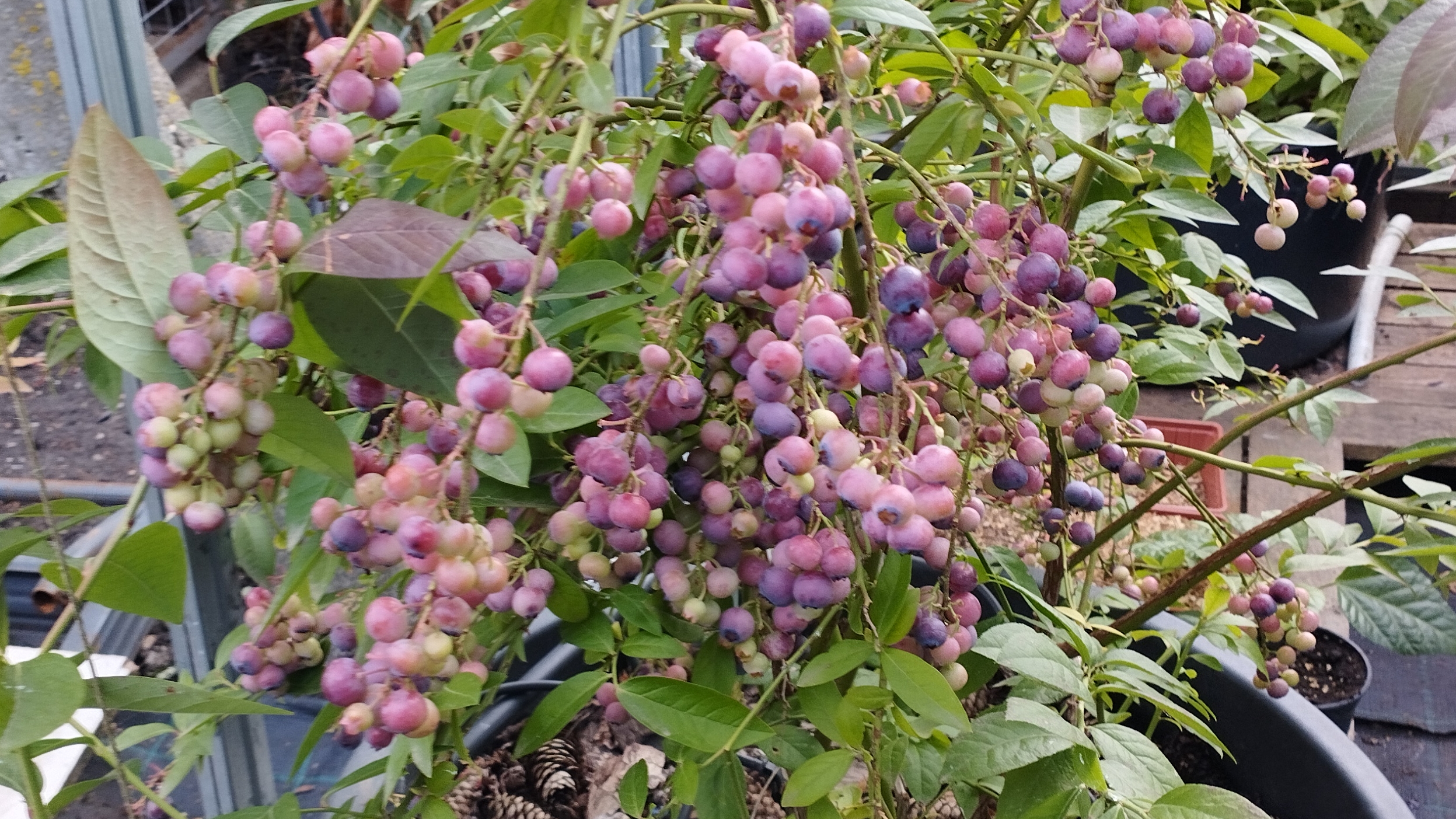 Пересадка саженцев голубики в контейнеры