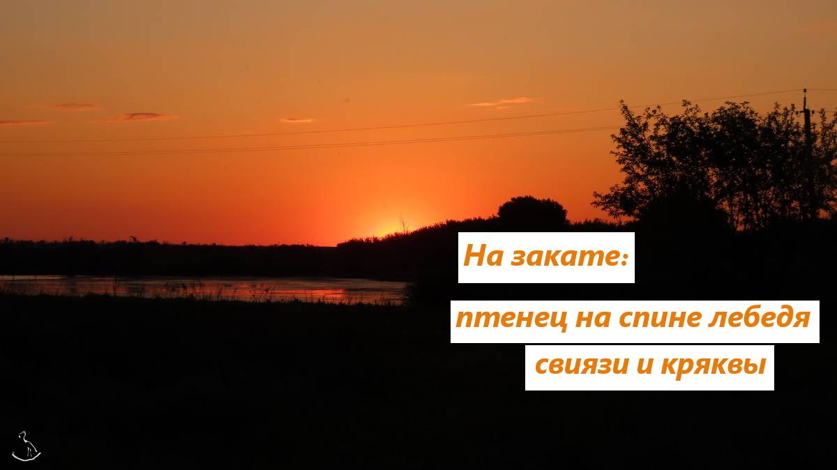 Закат. Лебедь везет птенца на спине, лебедята паровозиком. Яркие утки - свиязи и кряквы. 07.06.24