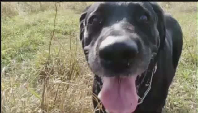 Сколько гулять с собакой?