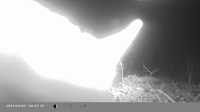 невидимая жизнь пустыни Бетпак-Дала