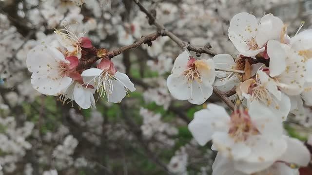 Один лишь раз сады цветут...