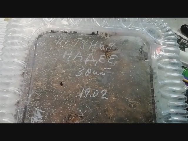 посевы семян на рассаду