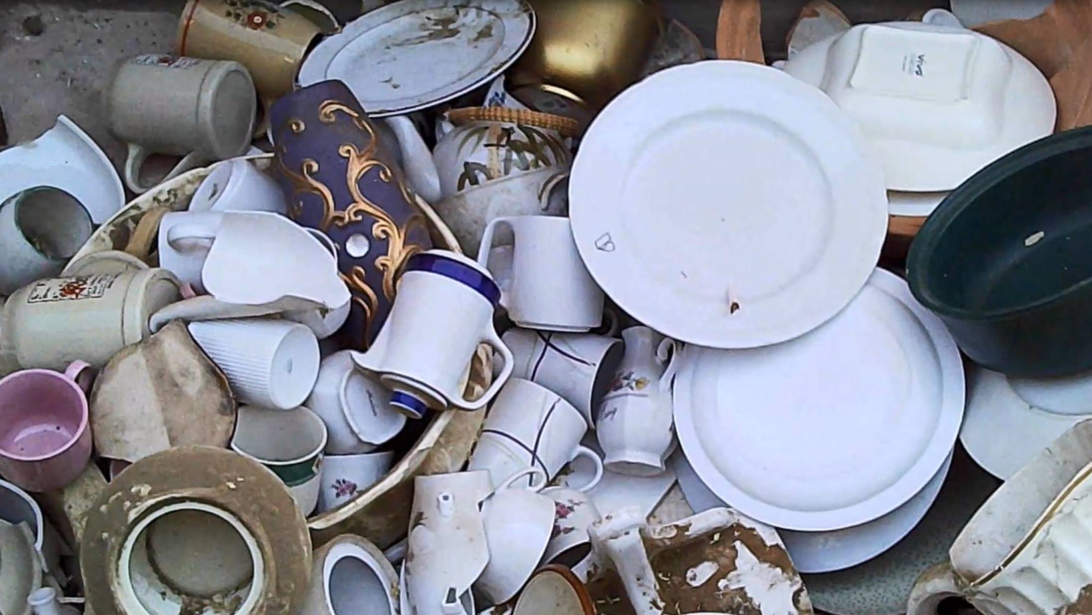 Нашли Зелю на помойке.