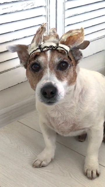 Джек рассел терьер выходит на охоту. Разбегайтесь мамонты и слоны