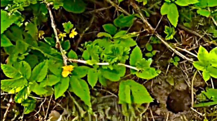 Земляные пчелы под кустом крыжовника