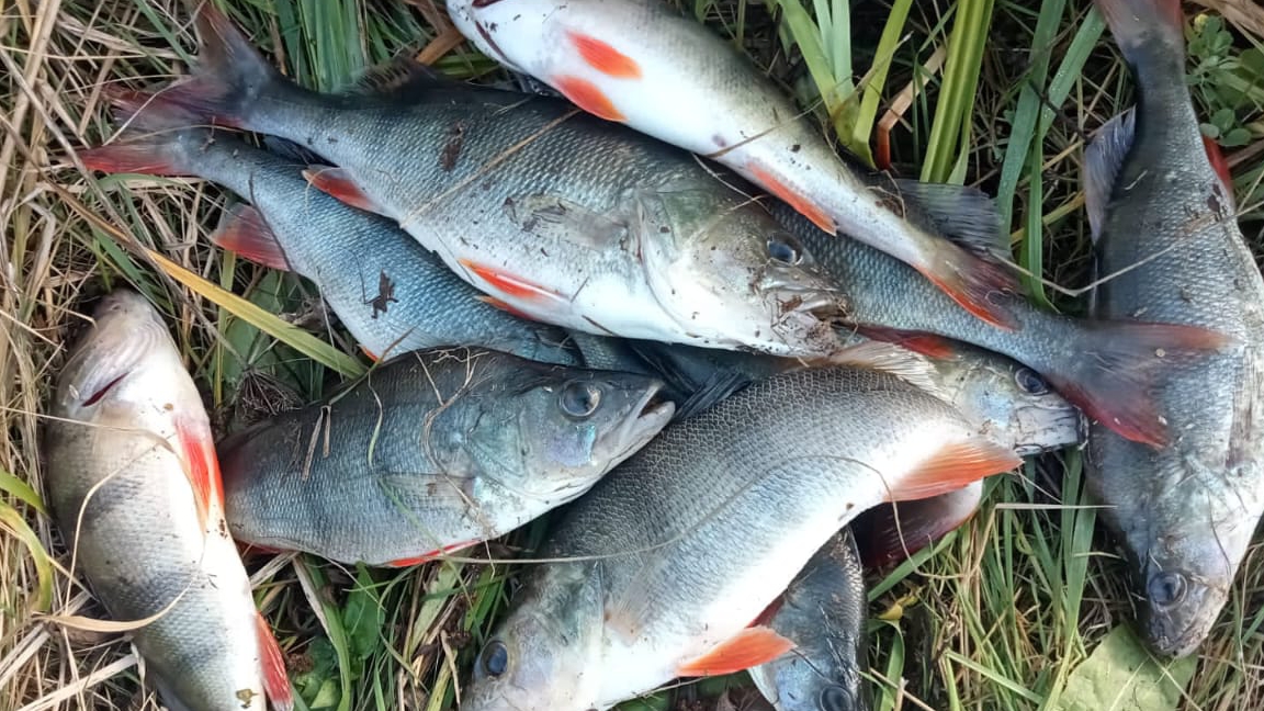 Окунь в марте.Рыбалка на окуня в канце марта