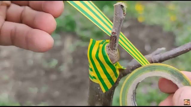 Прививка яблони с продолжением.