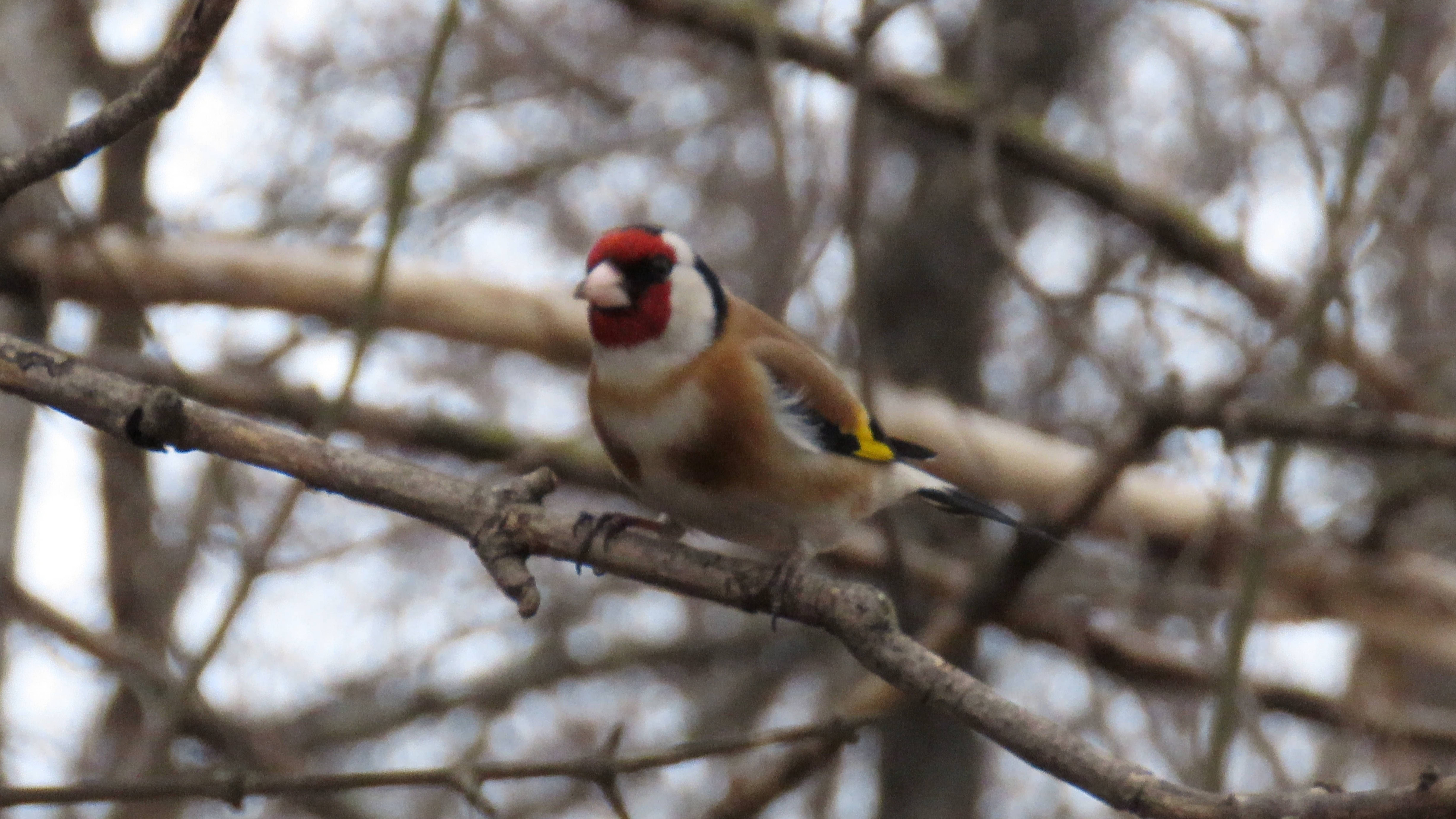 Щеглы_#8 Поиски пары, Крылатское, 04 апреля 2025