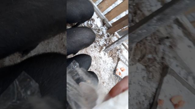 изысканный вкус