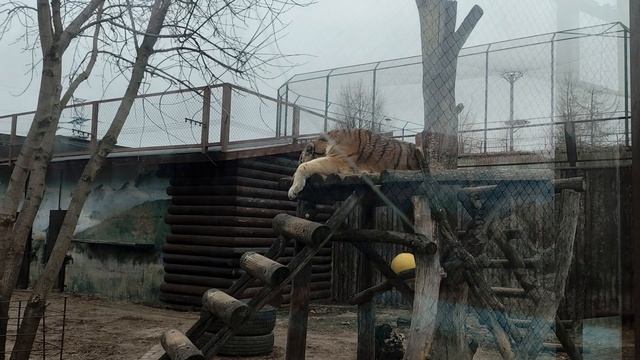 тигр спит два часа и не хочет просыпаться