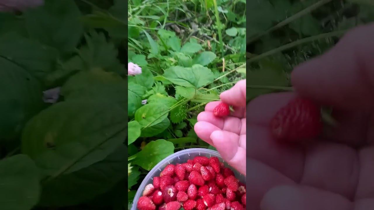 #земляника #strawberries  пошла) успейте собрать