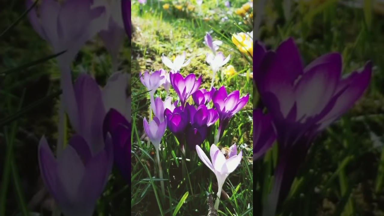 #shorts Весна spring #весна #цветы #насекомые #spring #flowers