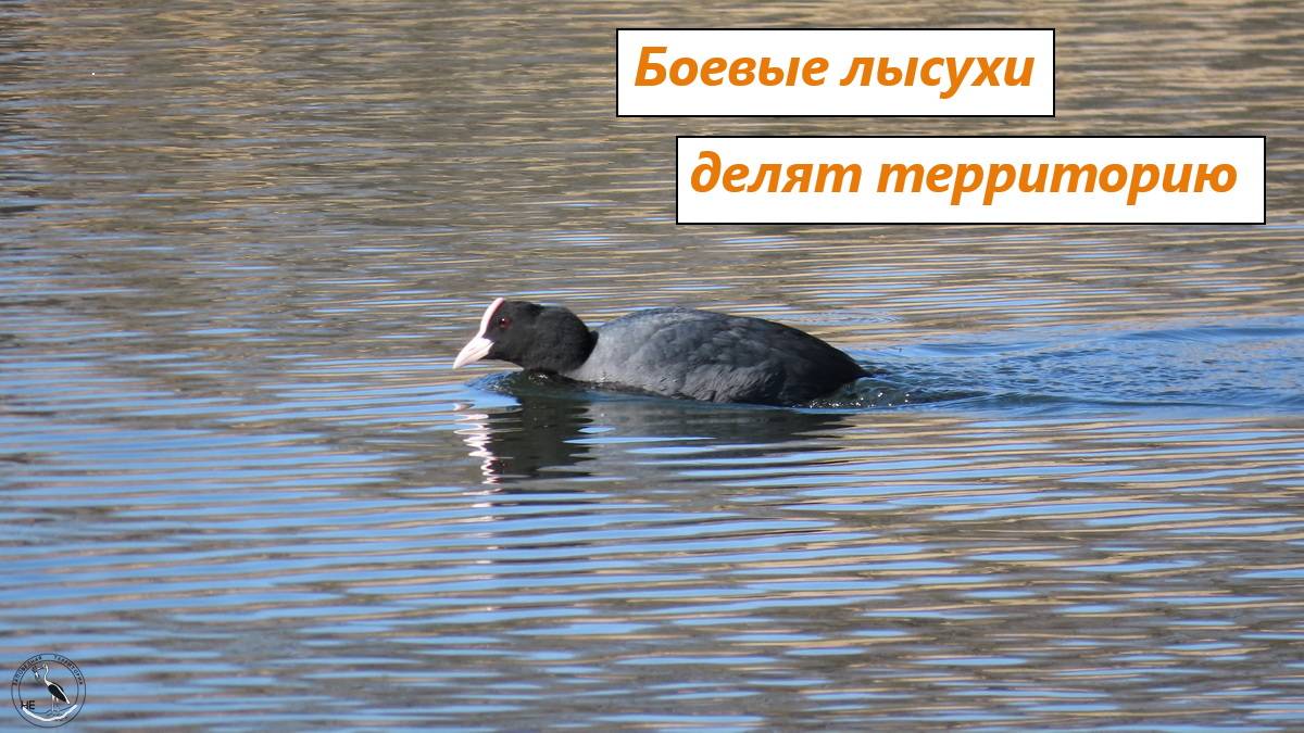 Боевые лысухи выясняют отношения, бегают по воде. Это вам не утки какие-нибудь