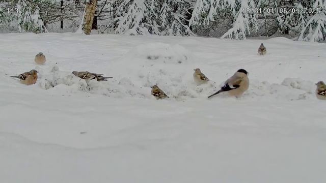 В Калуге зима полным ходом- пенек занесло