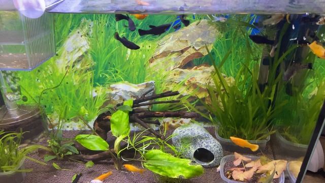 Новые рыбки