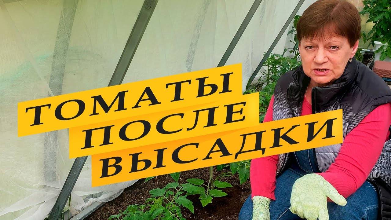 Уход за томатами в теплице после высадки.