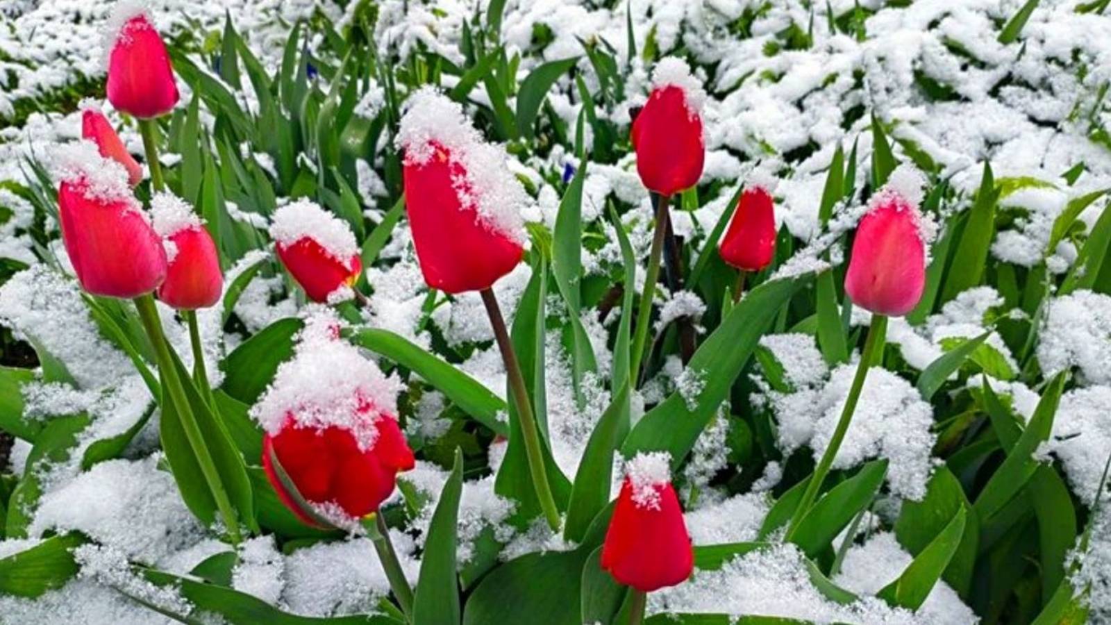 Весенний СНЕГОПАД___ Автор музыки Андрей Обидин