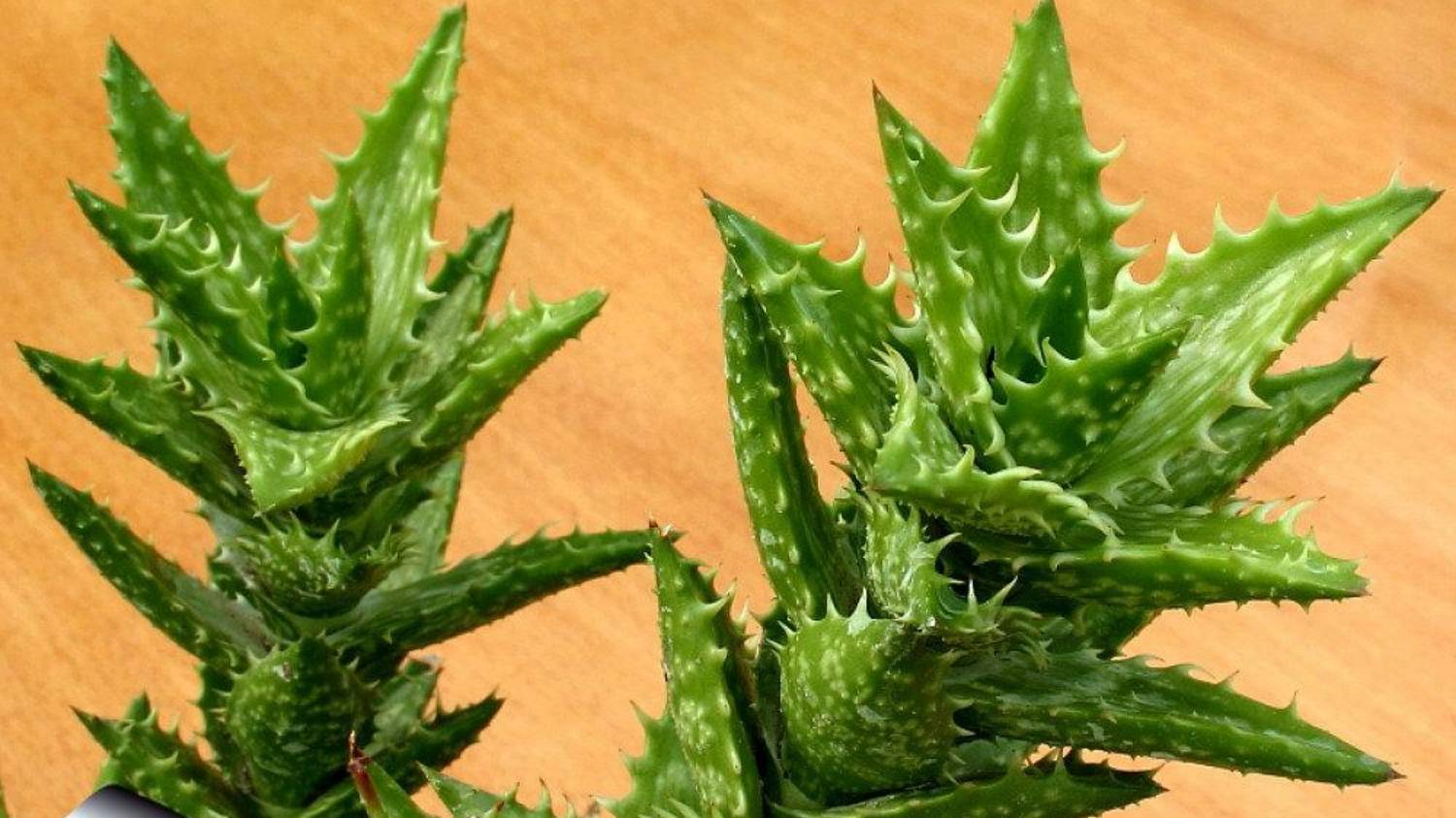 Совершенно фантастическое суккулентное растение Алоэ скуарроса (Aloe squarrosa) _ описание, посадка