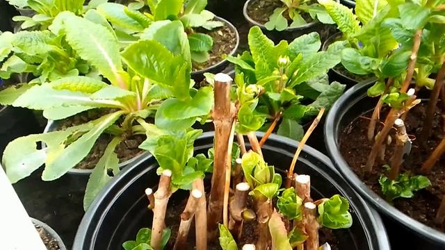 укоренение одервеневших черенков и зелёное черенкование в чём отличие