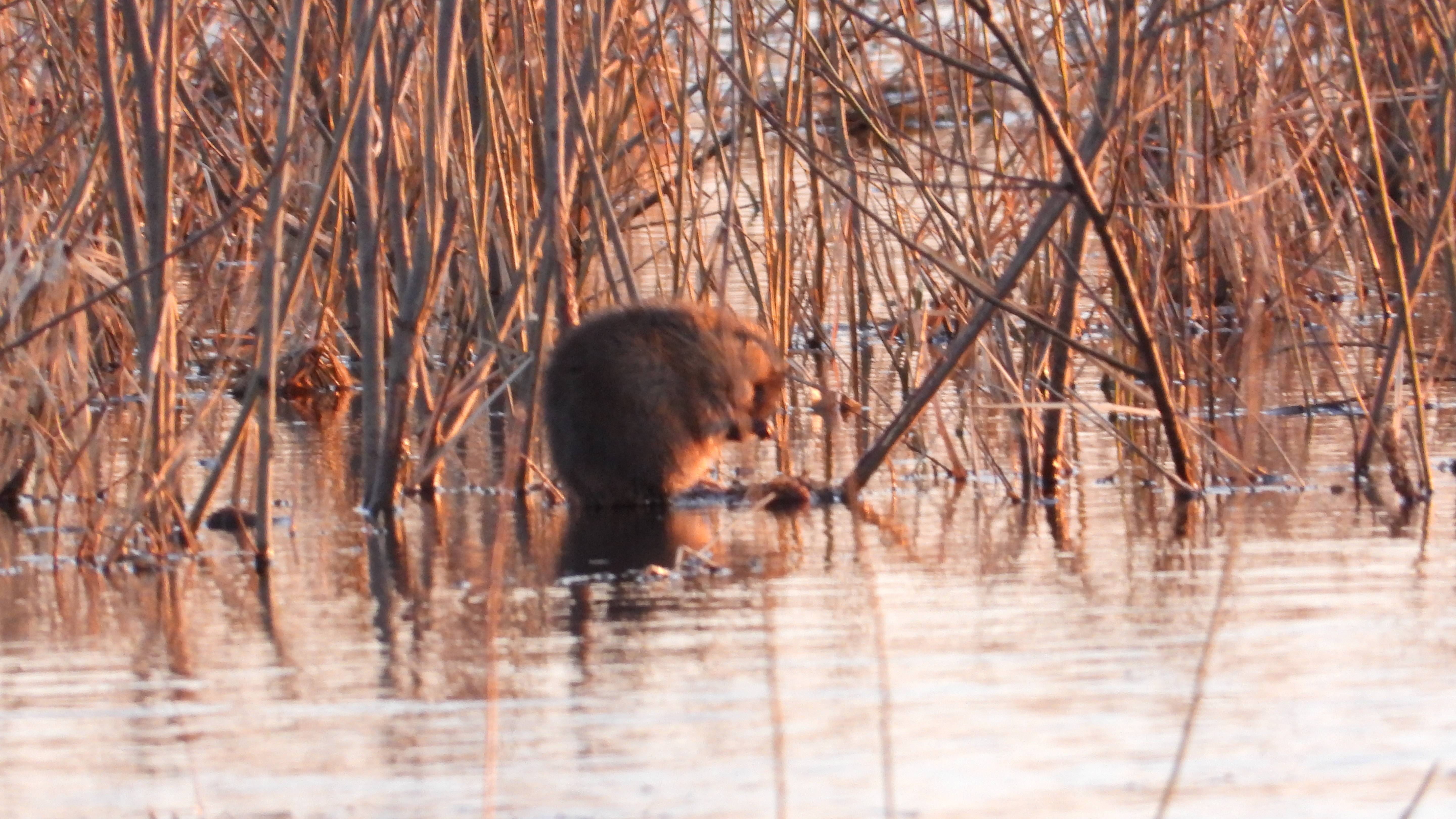 Ондатра, Новгородская область, 6 апреля 2025