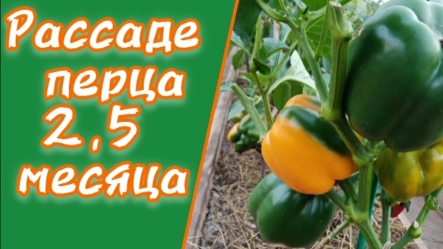 Не залей и не перекорми рассаду перцев!.mp4