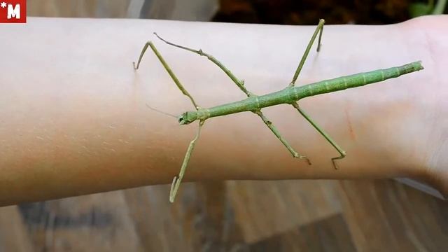 Палочники. Содержание дома. Обзор.