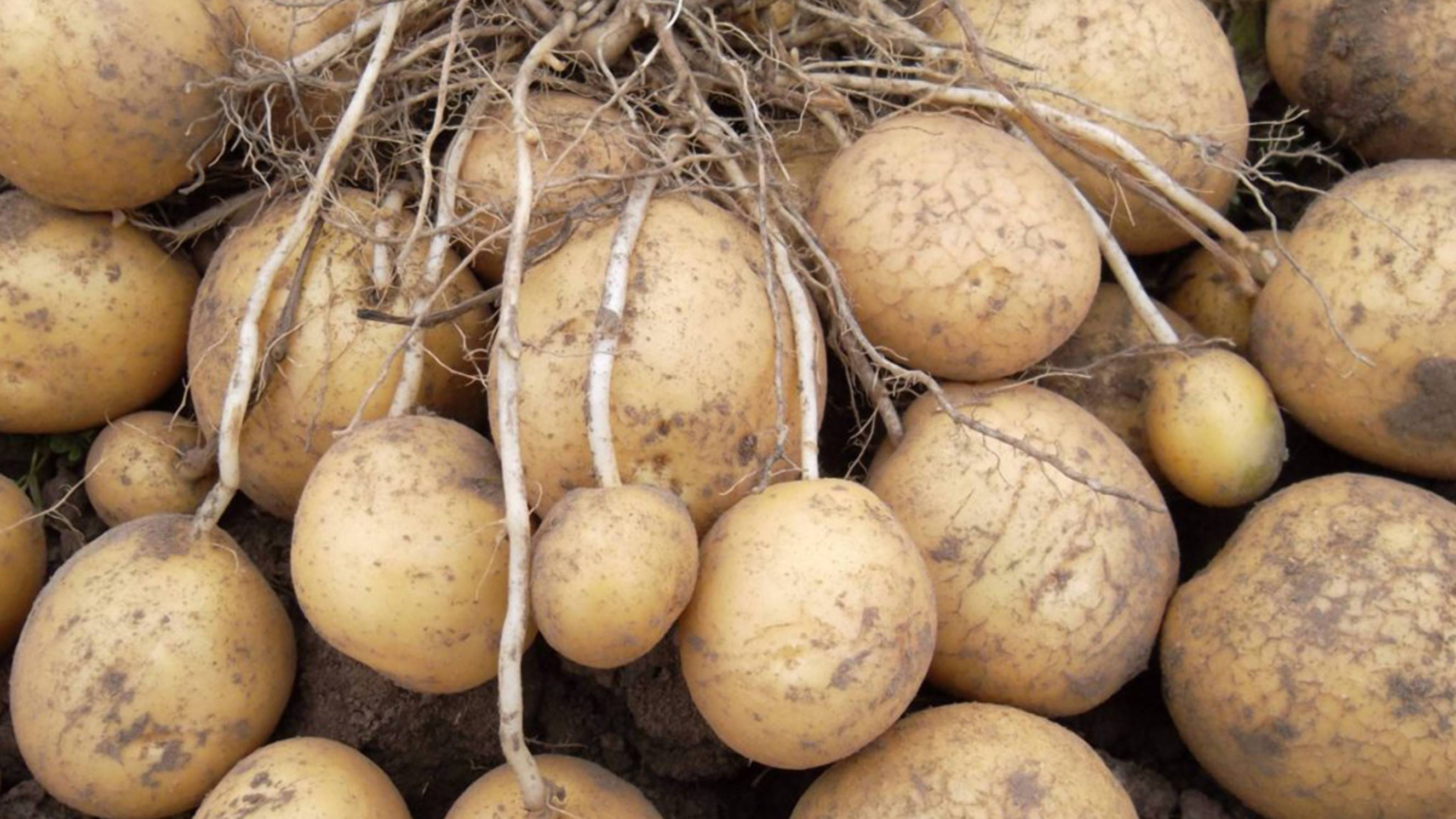 Выкапываем картошку, посаженную в бочке. Результат