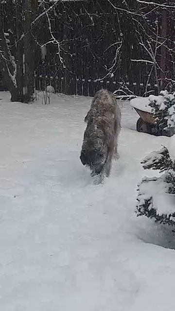 Снежочек  ❄❄❄ Отважный Дракон Из Волшебного Леса, 8 месяцев 🍀
