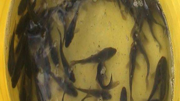 ЗАПУСТИЛ В СВОЙ ПРУД КАРПА И БЕЛОГО АМУРА! ВОПРОСЫ КОРМА И АЭРАЦИИ.