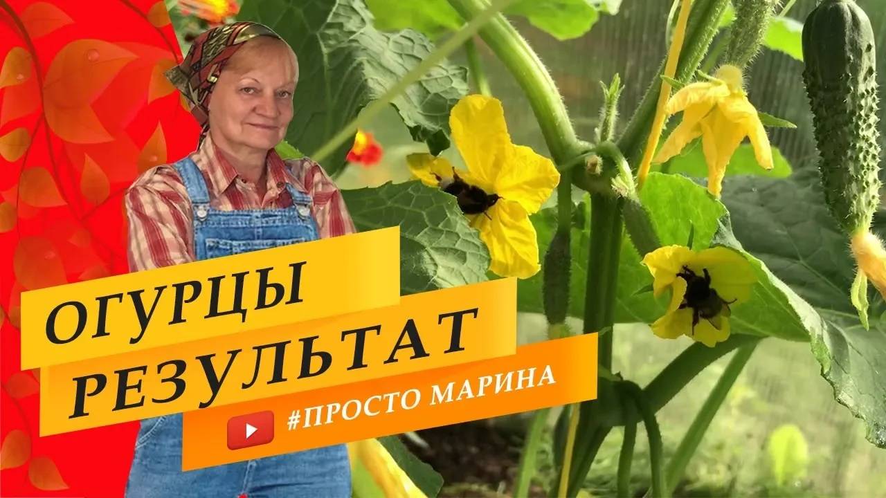 Огурцы в теплице. Стоит ли приспускать.
