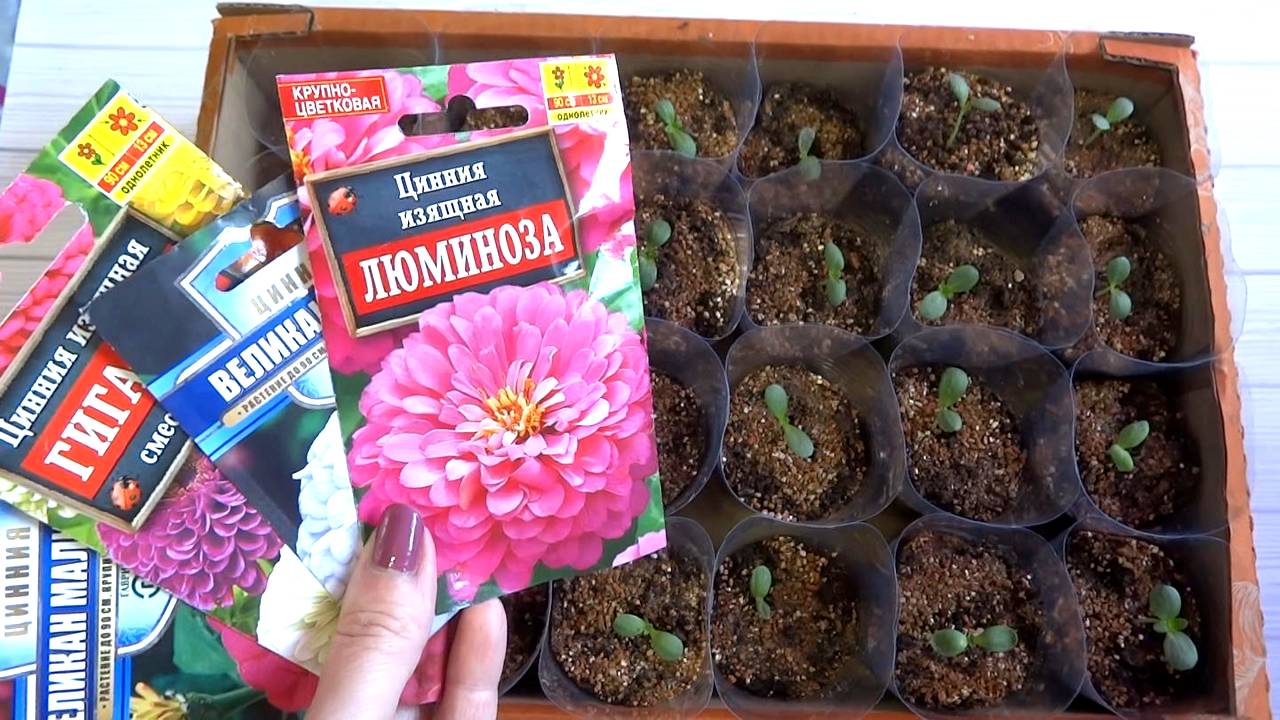 Сегодня занималась цветами🥀 Рассадила Циннию по стаканчикам