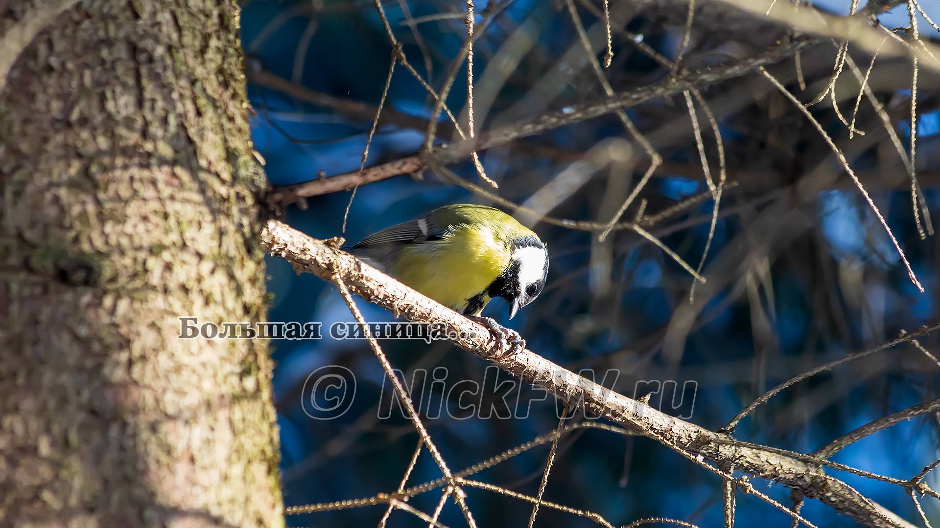 Большая синица в парке Филатов Луг