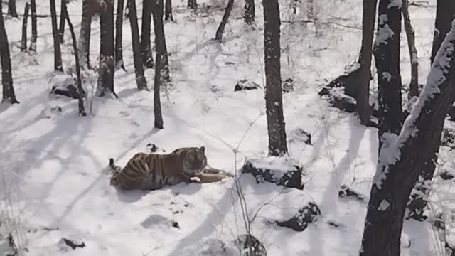 Сафари-парк во Владивостоке, март 2025 года. Часть