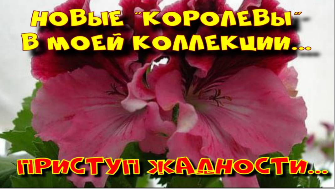 НОВЫЕ "КОРОЛЕВЫ" В МОЕЙ КОЛЛЕКЦИИ. ПРИСТУП ЖАДНОСТИ...