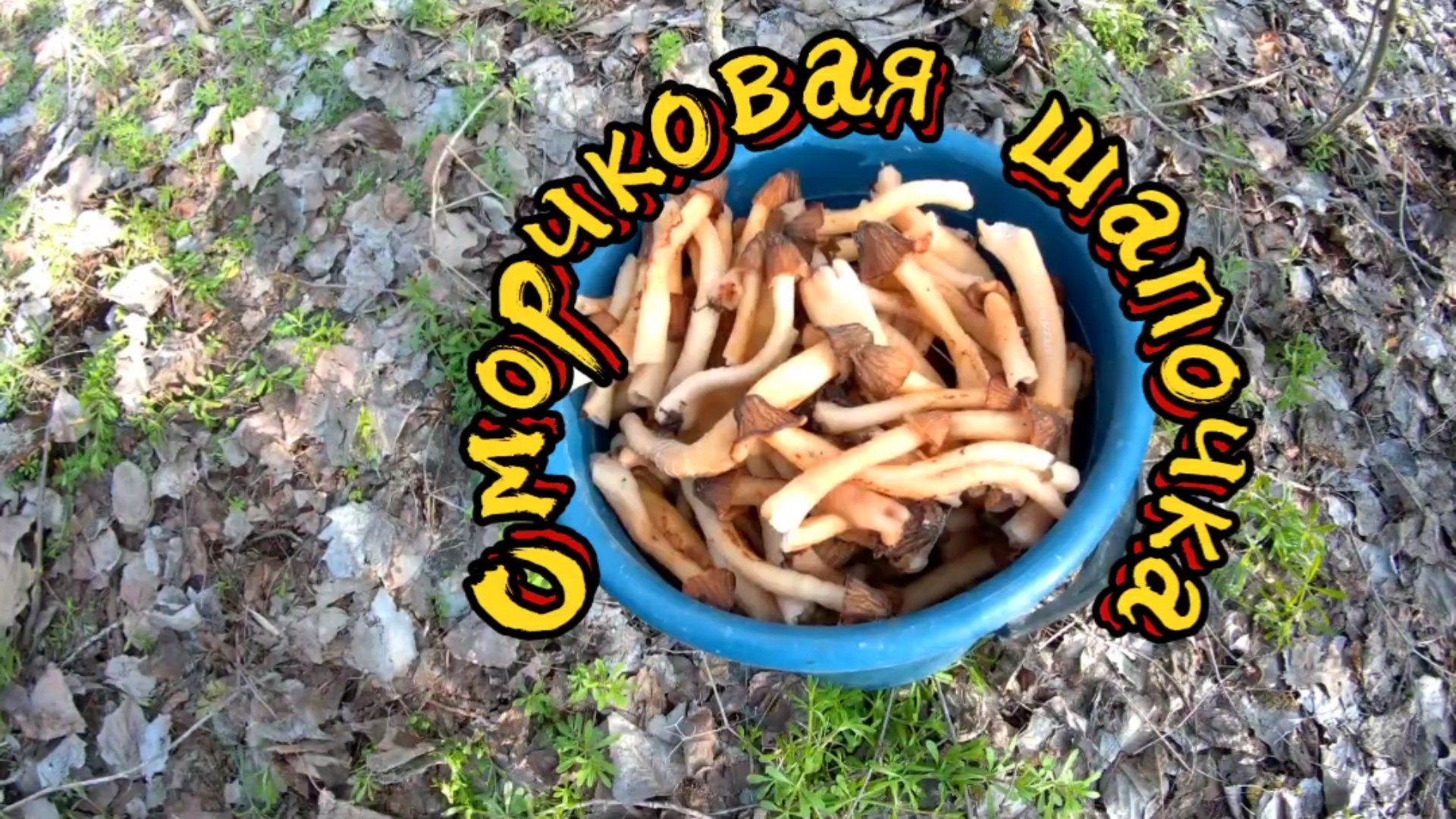 Новый сезон. Сморчковая шапочка.