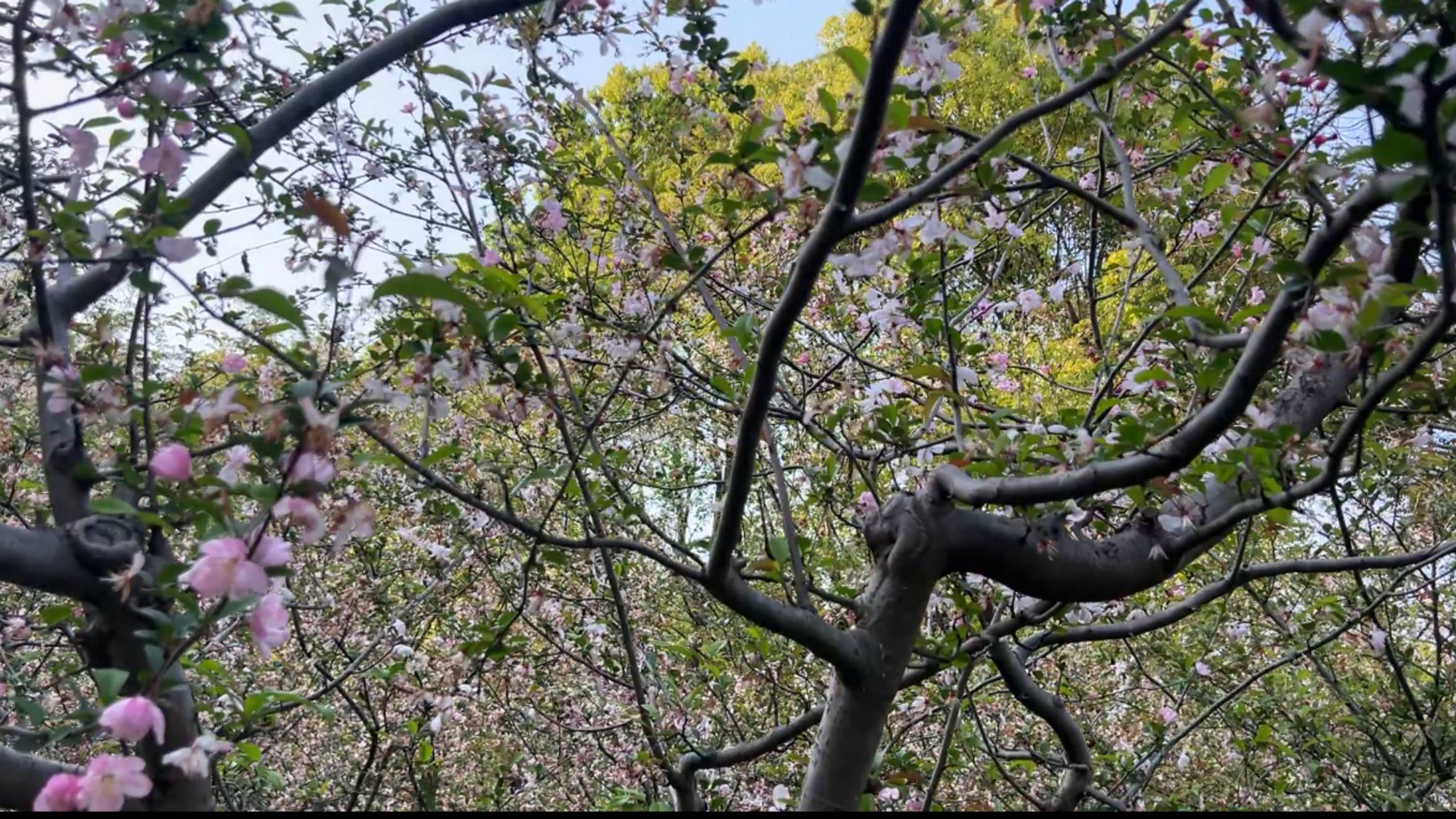 НЕРЕАЛЬНАЯ ПРОГУЛКА ПО ШАНХАЮ ВЕСНА И ПРЕКРАСНОЕ НАСТРОЕНИЕ #китай #путешествия #природа #весна