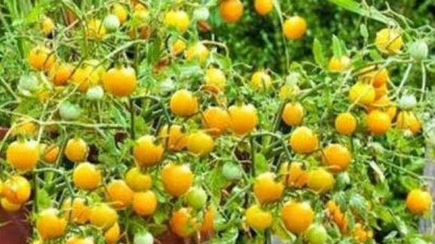 Первый раз его сажаю! Полный восторг! Томат жемчужина желтая