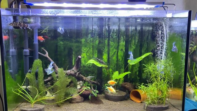 Немного о попугаях