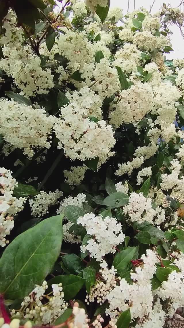 Цветёт бузина.Новый Свет.