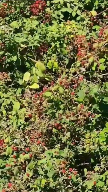 #дикая ежевика#