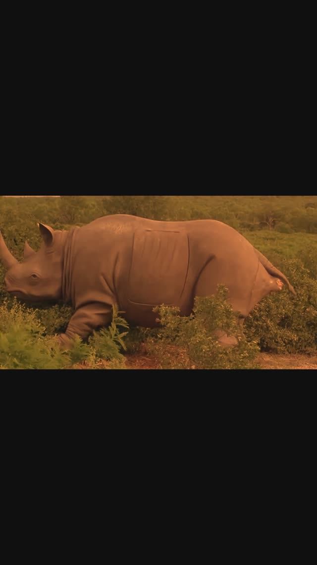 Не ходите дети в Африку гулять