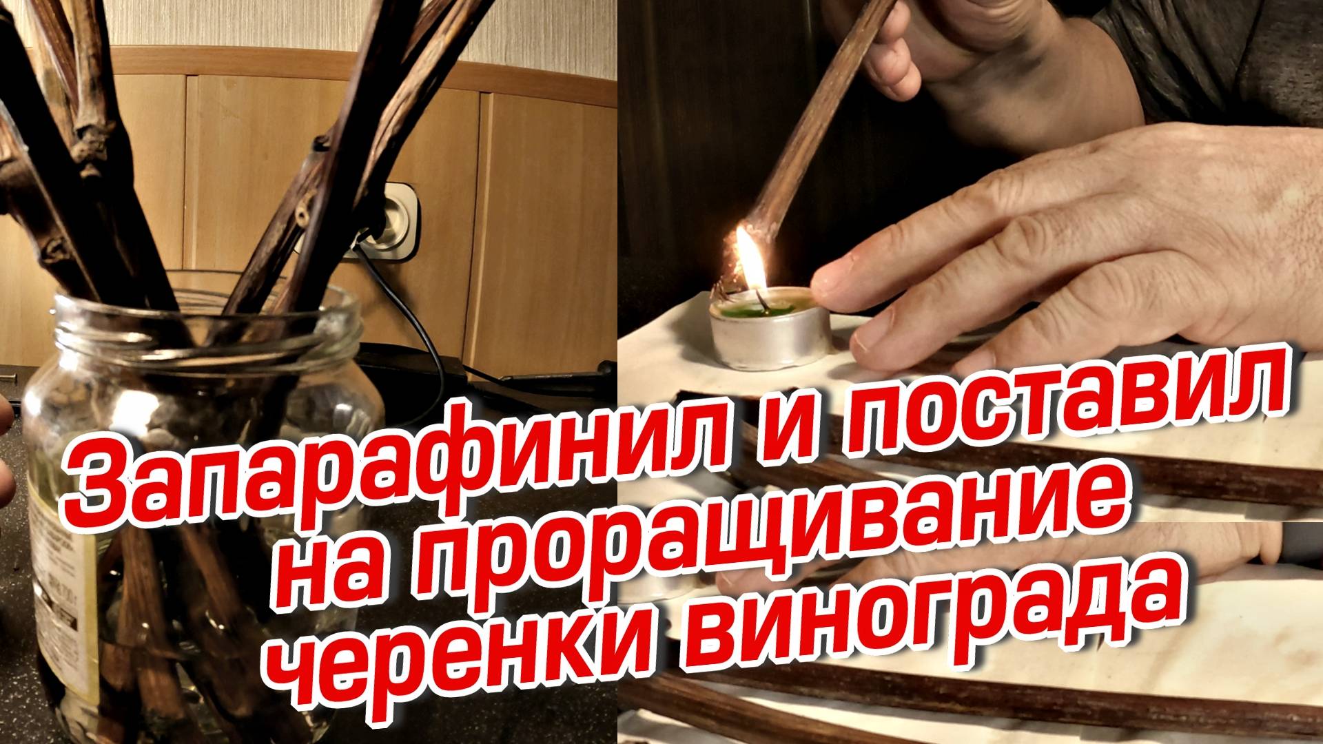 Запарафинил и поставил на проращивание черенки винограда
