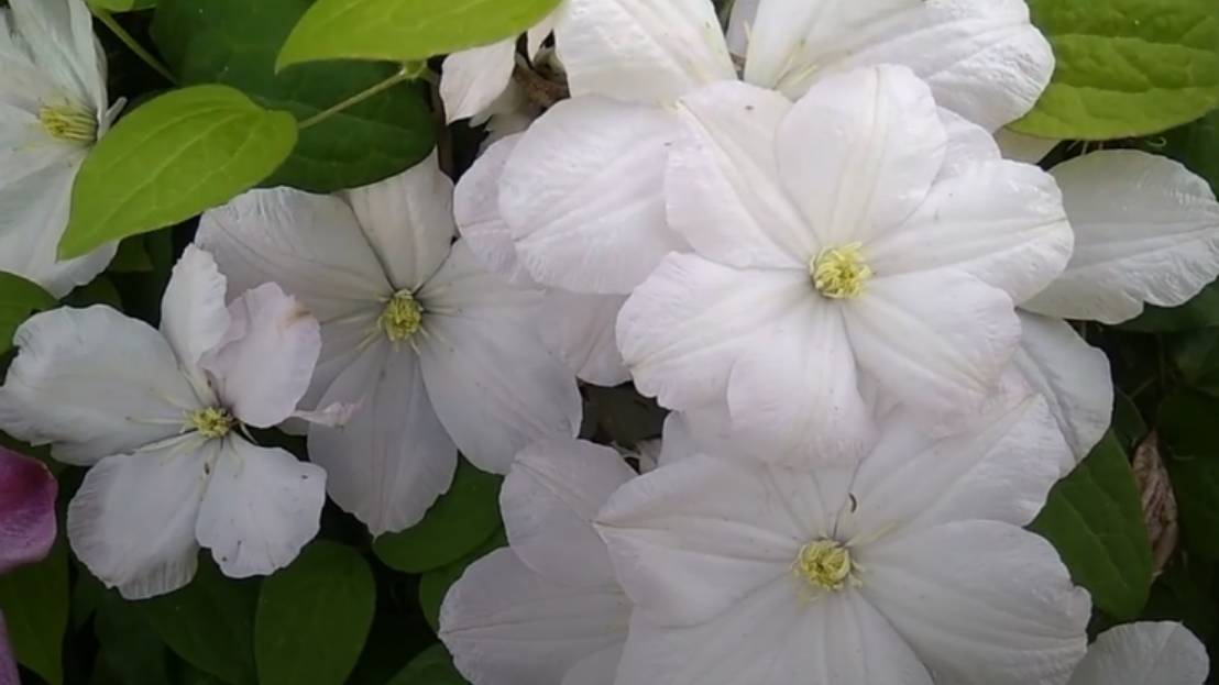 Как определить, к какой группе обрезки принадлежит ваш клематис_