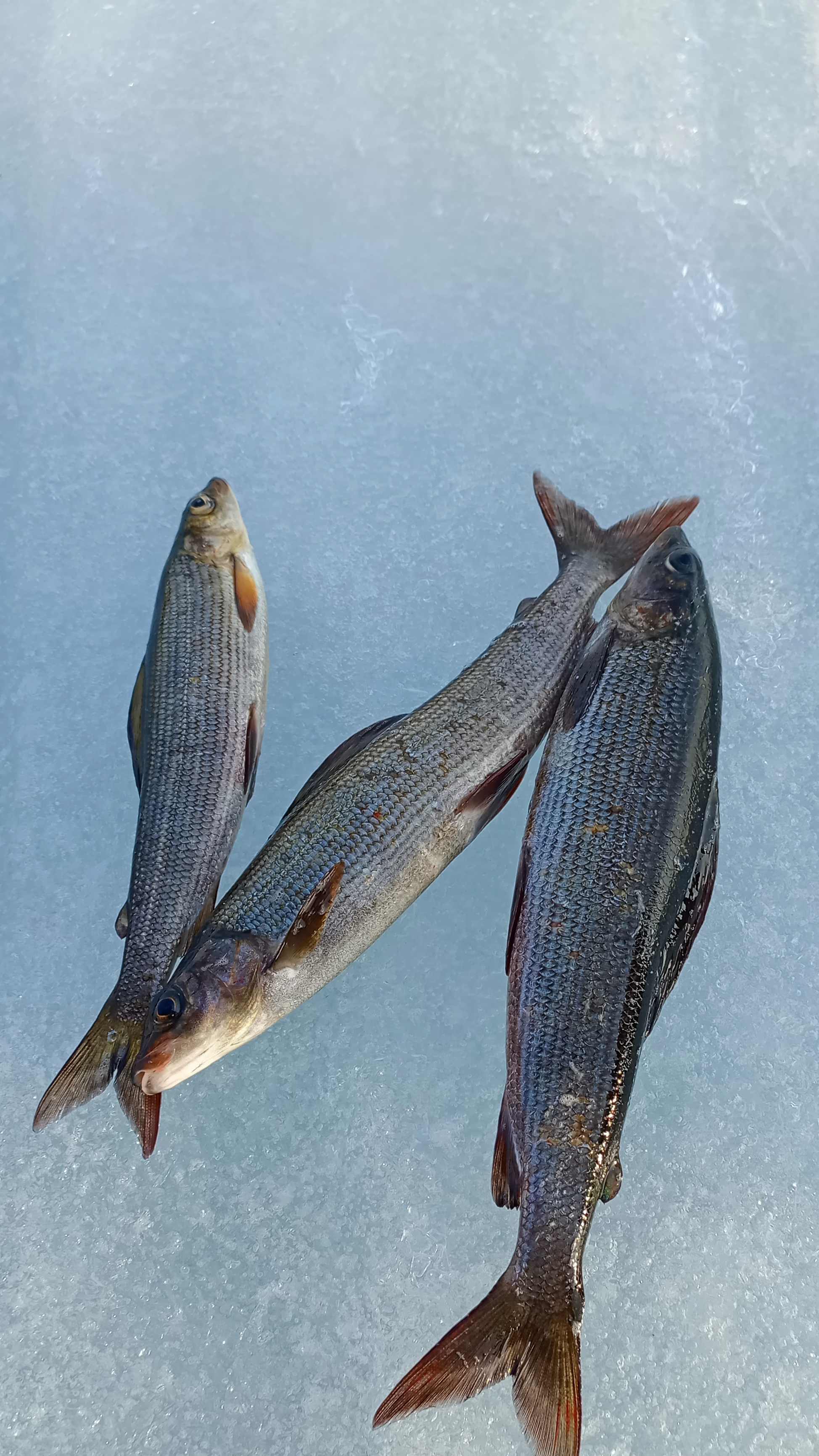 поклёвка хариуса