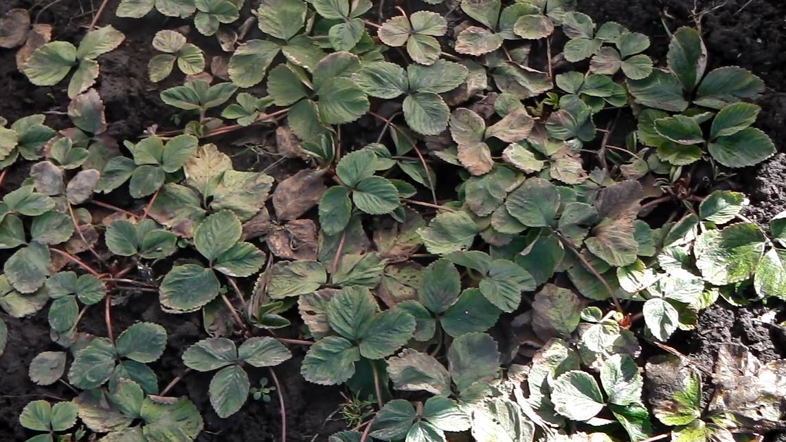 КАК ПЕРЕЗИМОВАЛА  ЗЕМЛЯНИКА НАШЕСТВИЕ МЫШЕЙ