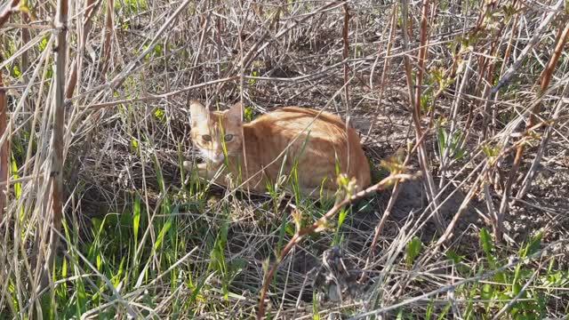 Рыжий кот любопытничает 😺