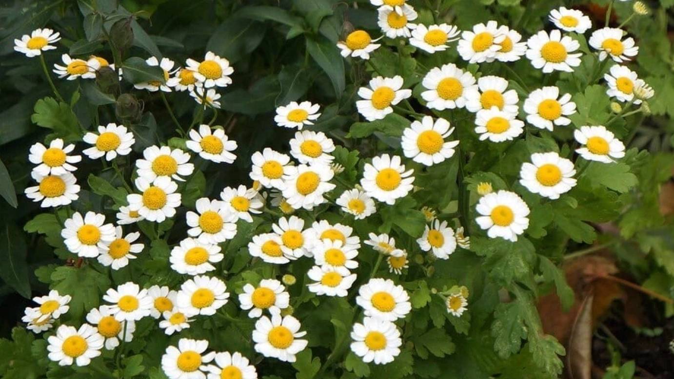 Пиретрум девичий. Этот простенький цветочек может вызвать только восторг