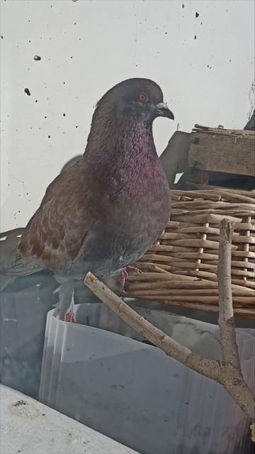 Рыжий красавец