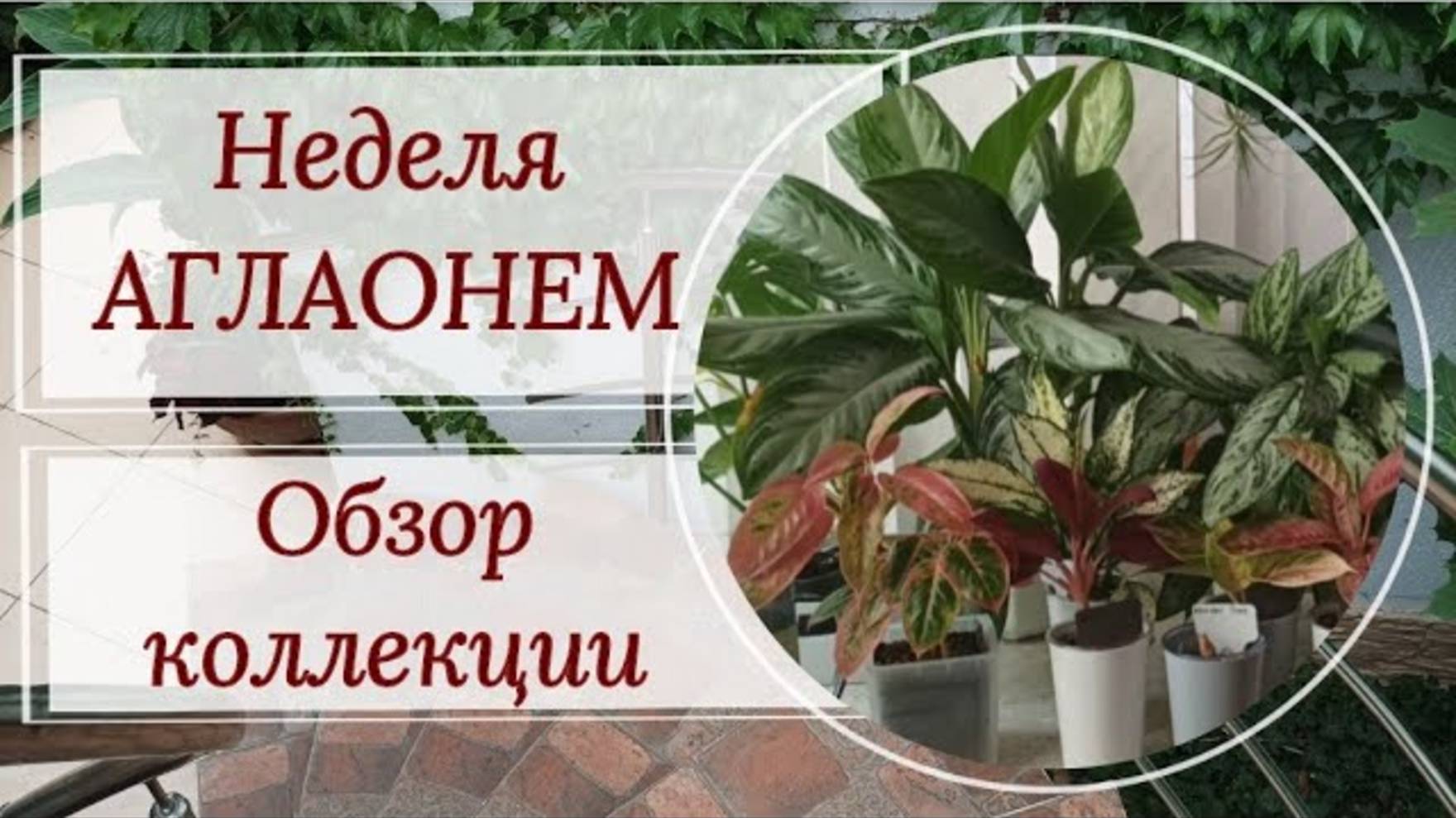 Неделя аглаонем. Обзор коллекции.