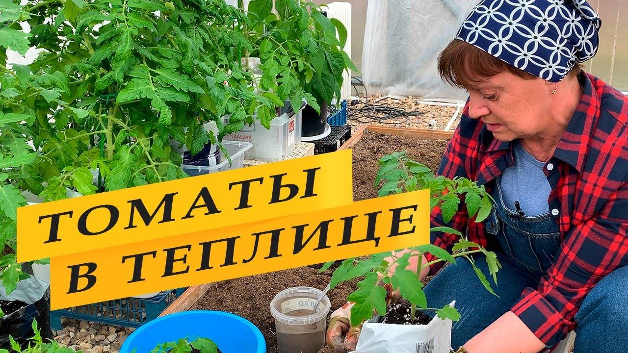 Посадка томатов в теплицу.